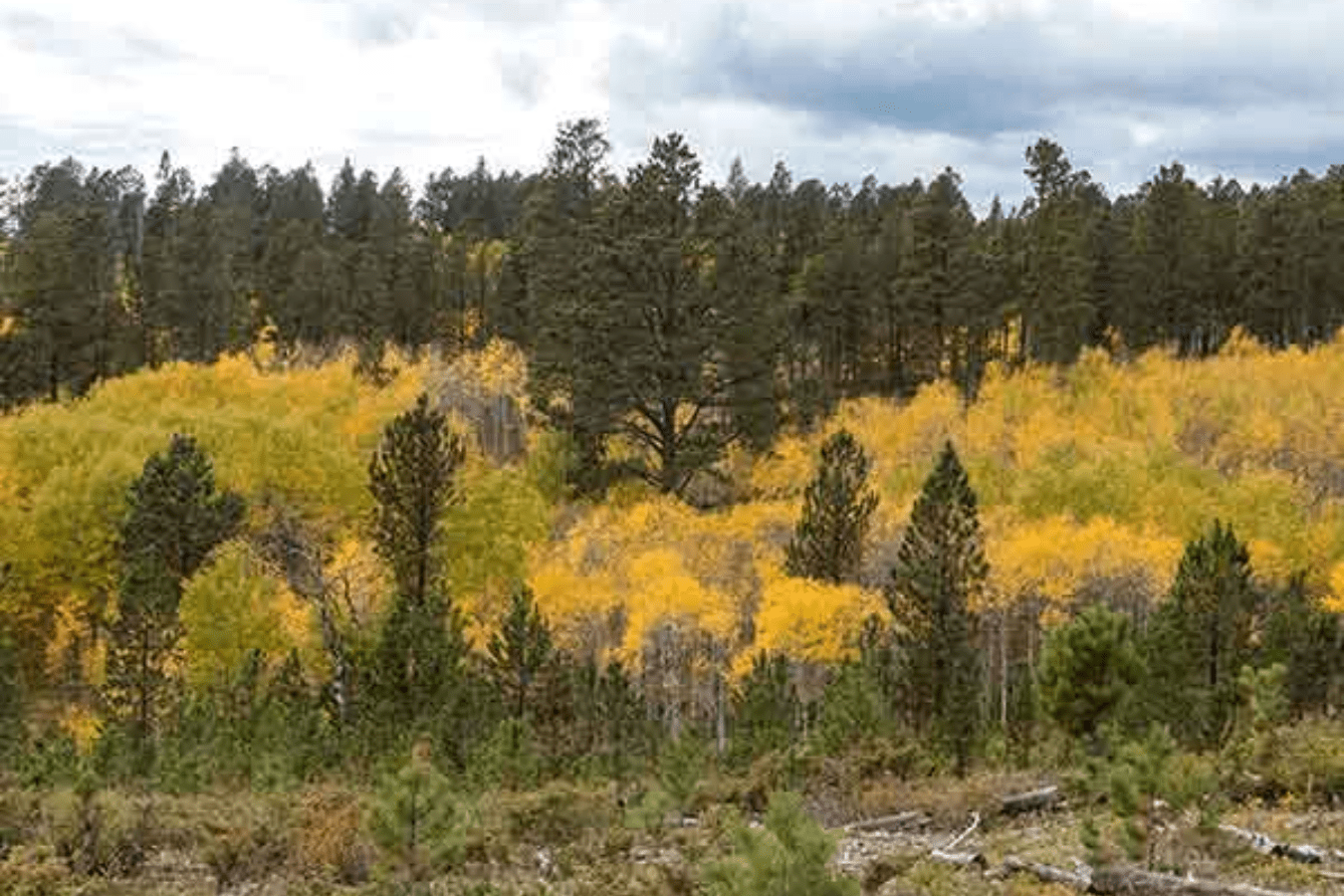 Wandering the Rimrock Trail | Trail Addict