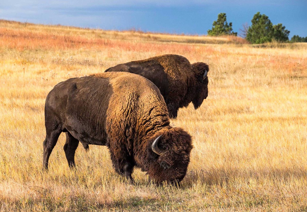 Boland Ridge | Trail Addict